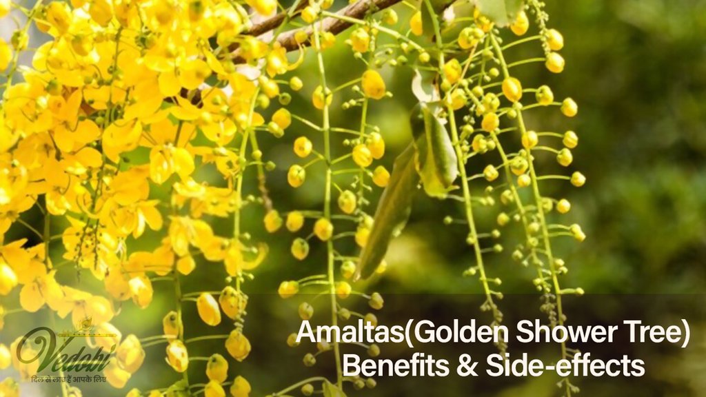 Vedobi - Amaltas(Golden Shower Tree)- Benefits & Side-effects