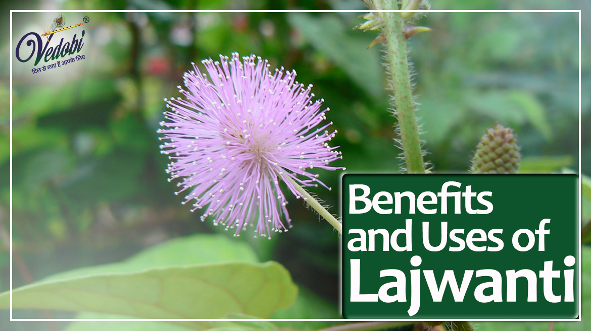 Vedobi - Benefits and Uses of Lajwanti